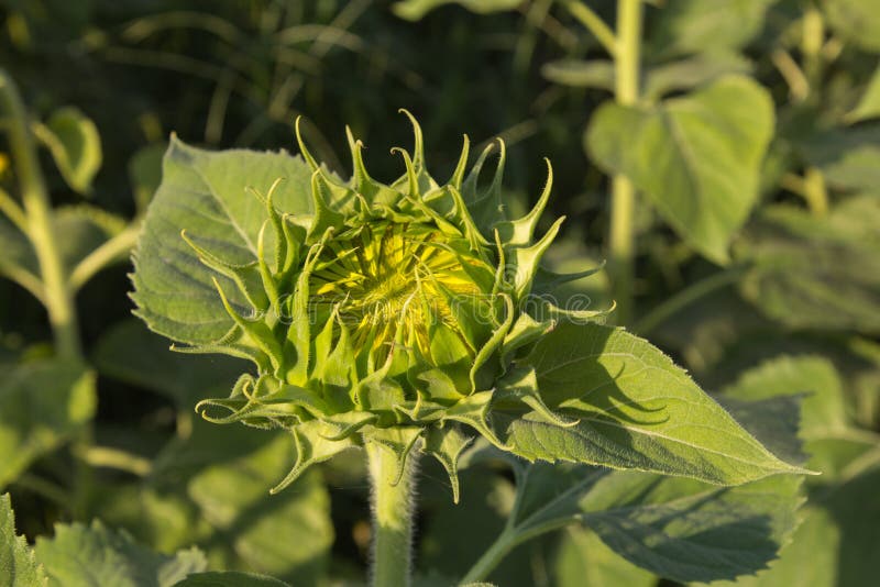 Bud Sunflowers in the Field with the Bright Summer Sun. Stock Image ...