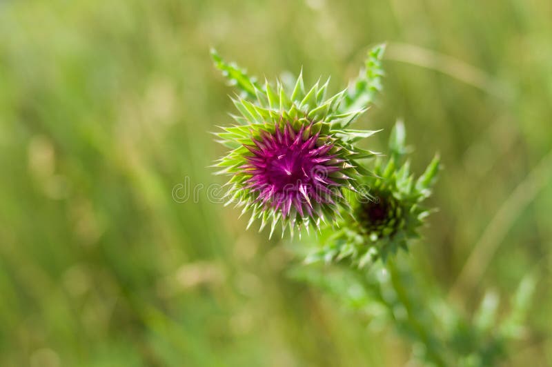 Bud of thistle. stock photo. Image of fine, flower, soft - 31728516