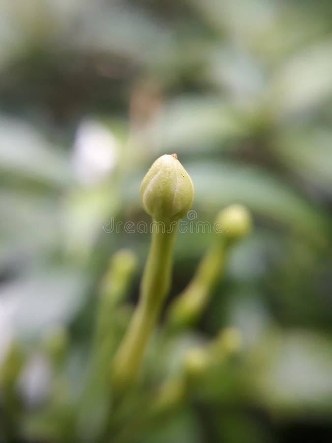 Bud stock image. Image of tiny, gardening, flower, sprouting - 119736009