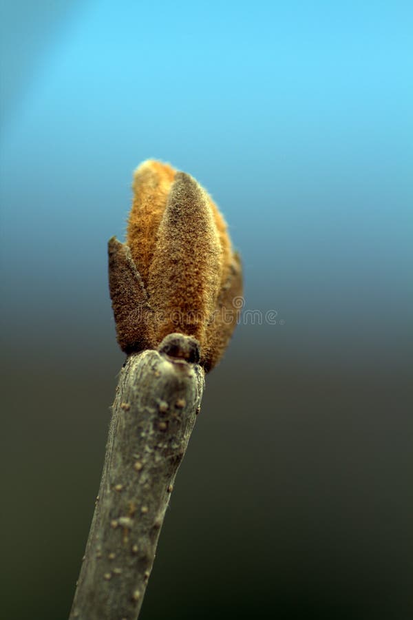 Bud of a tree stock image. Image of fresh, floral, growth - 24339553