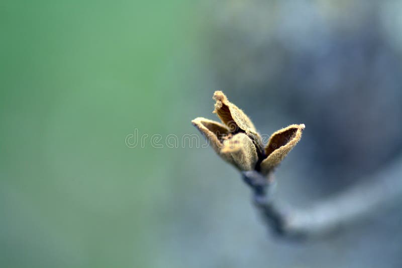 Bud of a tree stock image. Image of botanical, branch - 24339723