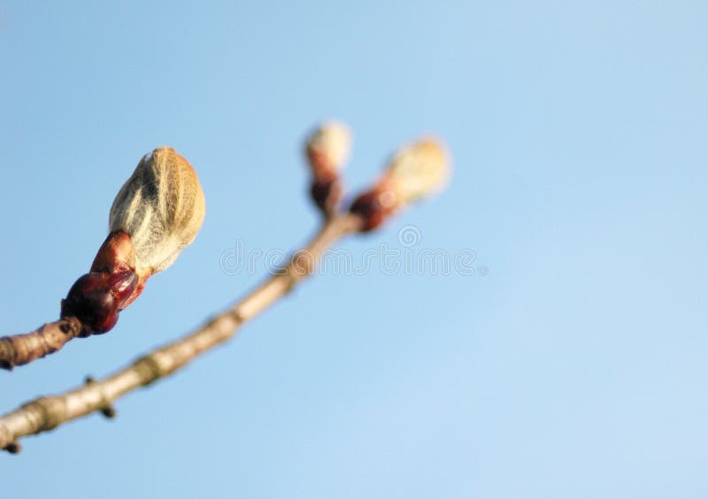 Bud Of Tree Picture. Image: 771682