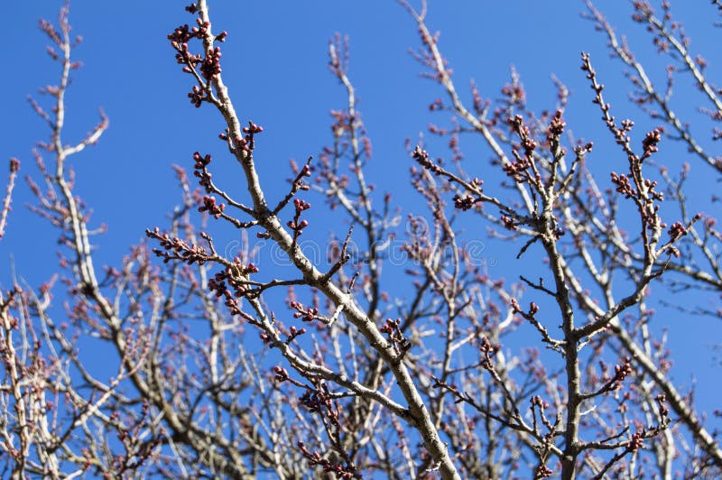 Bud,tree Buds,with the Arrival of Spring, Fruit Buds,fruit Tree ...