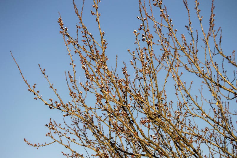 Bud,tree Buds,with the Arrival of Spring, Fruit Buds,fruit Tree ...