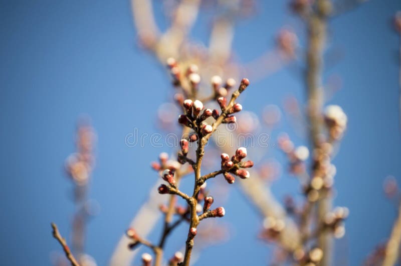 Bud,tree Buds,with the Arrival of Spring, Fruit Buds,fruit Tree ...