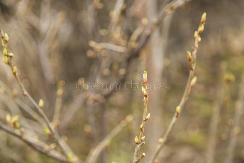 Bud of Tree at Early Spring Stock Photo - Image of delicate, botany ...