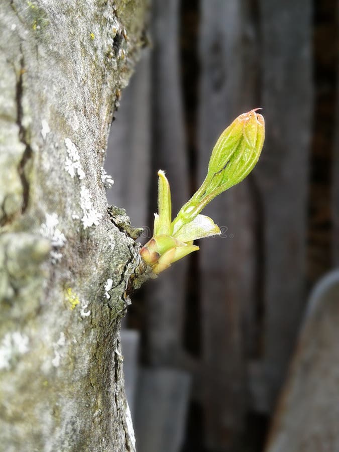 Bud on the tree stock image. Image of bloom, stem, tree - 95064977
