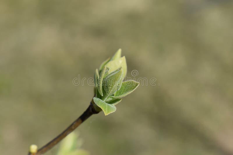 Bud of a tree stock photo. Image of nature, flower, tree - 178996122