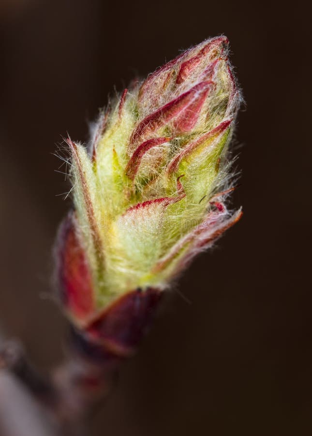 A Bud on a Tree in a Park in Spring Stock Image - Image of flora, green ...