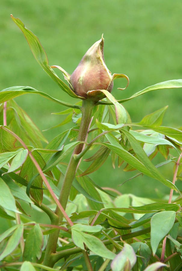 A bud of tree peony stock image. Image of simplicity - 70257111