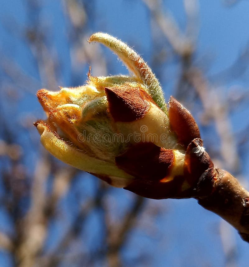 Bud stock photo. Image of cherry, tree, spring, macro - 176359008