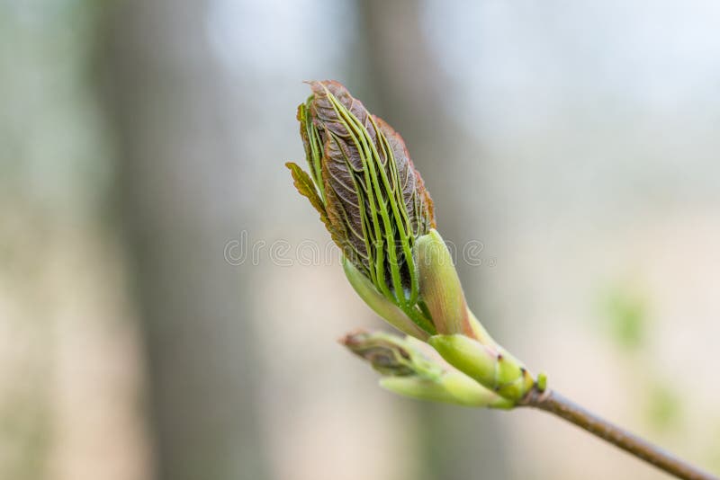 Flower bud sprouting stock photo. Image of biology, environment - 120789564