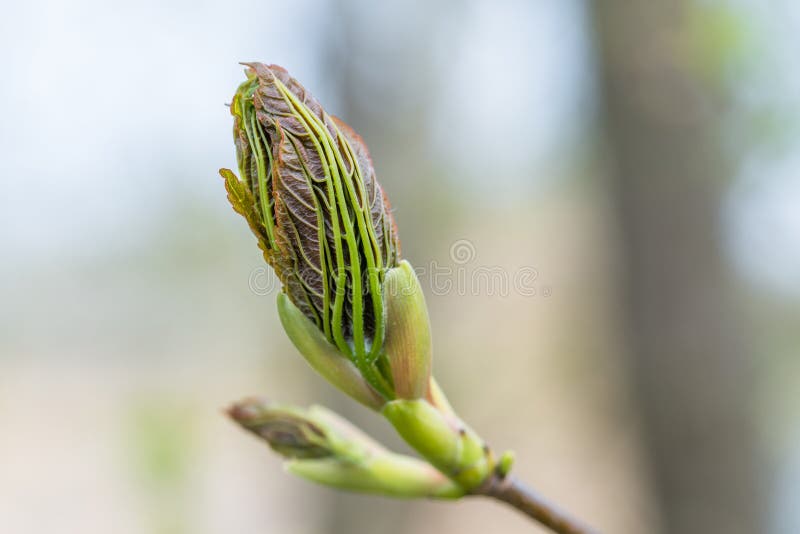 Bud of a Tree Sprouting in Spring, Germany Stock Image - Image of honey ...