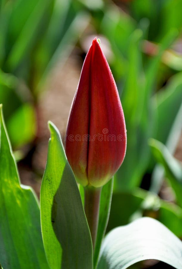Bud of tulip stock image. Image of tranquility, holland - 24438033