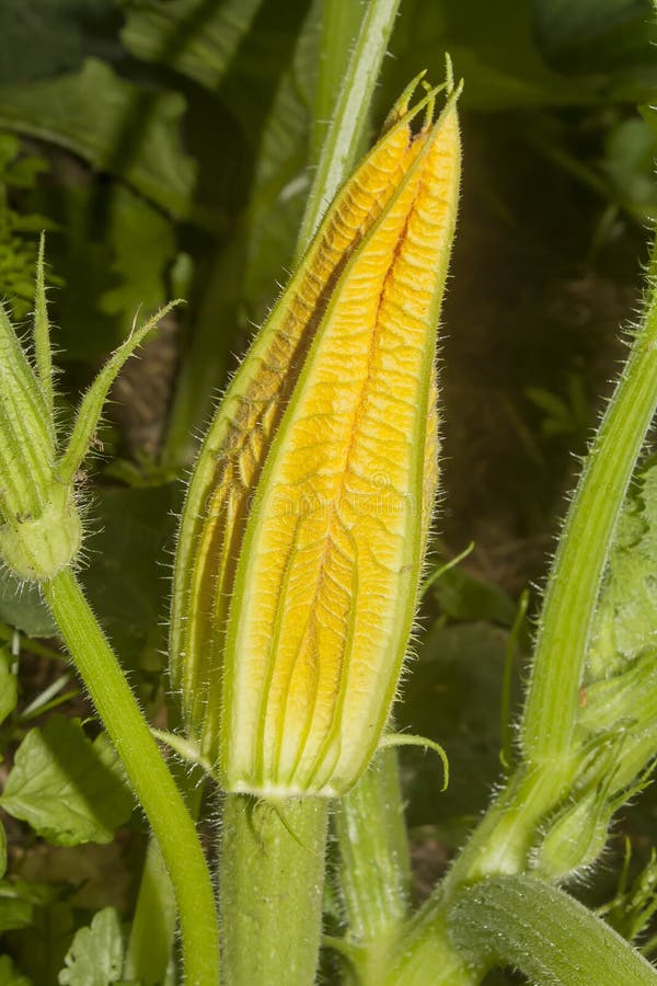 Bud of vegetable marrow stock image. Image of flower - 124123417