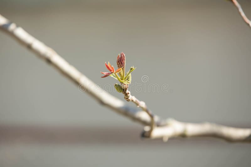 Bud Walnut stock image. Image of green, tree, spring - 54085723