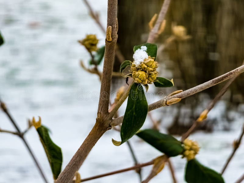 Wayfaring Viburnum (viburnum Lantana) Flowers Stock Image - Image of ...