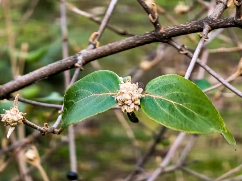 Wayfaring Viburnum (viburnum Lantana) Flowers Stock Image - Image of ...