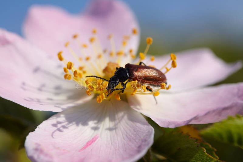 Bud Weevil Beetle on a Pink Flower Stock Photo - Image of blossom ...