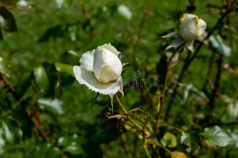 Bud of a white rose stock photo. Image of wedding, valentine - 296417468