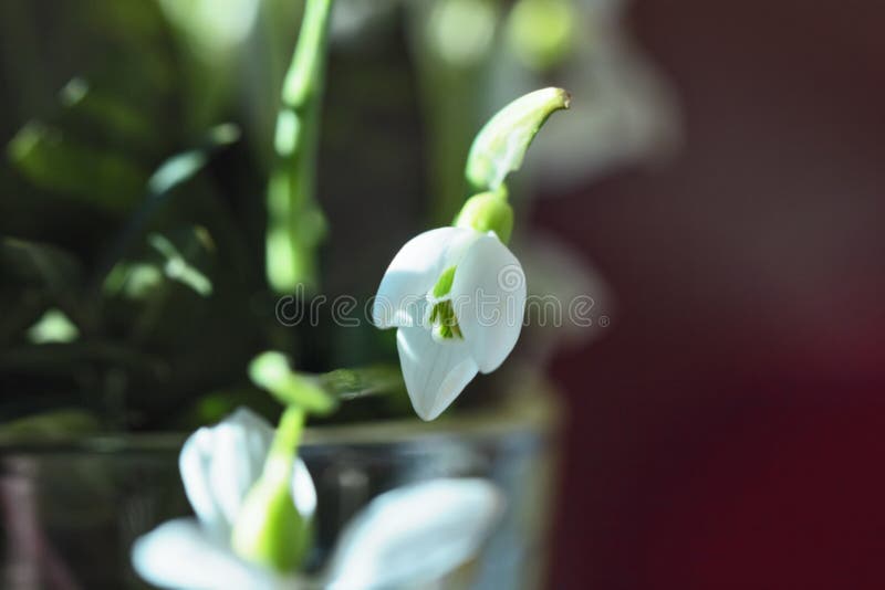 Bud White Snowdrop in Shade Stock Image - Image of growth, snow: 50415875