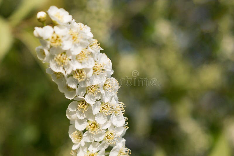 Bud of White Spring Flowers Stock Image - Image of petal, japan: 173736601