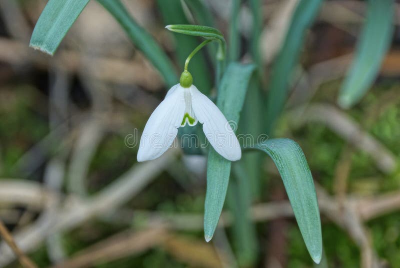 Bud of a White Wild Snowdrop Flower on a Current Green Stem Stock Image ...