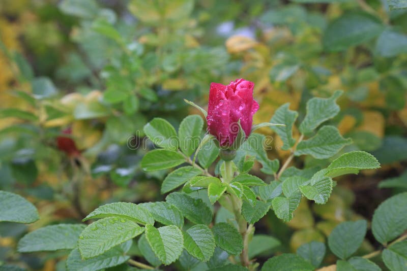 Bud of Wild Rose in the Drops Stock Image - Image of pink, branch: 78963423
