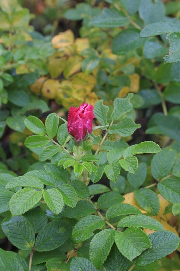 Bud of Wild Rose in the Drops Stock Image - Image of pink, branch: 78963423