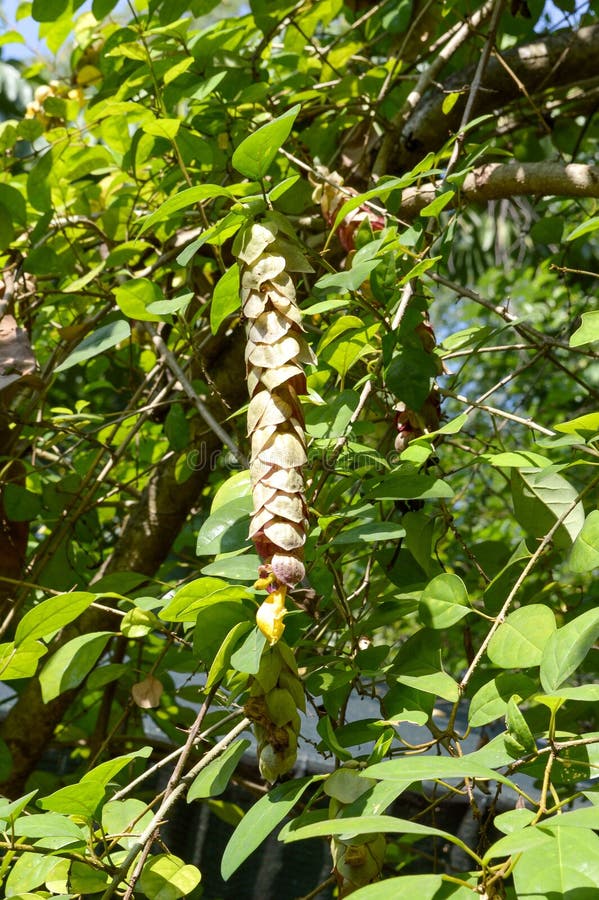 Bud Wild sage flower stock image. Image of fresh, wild - 75995993