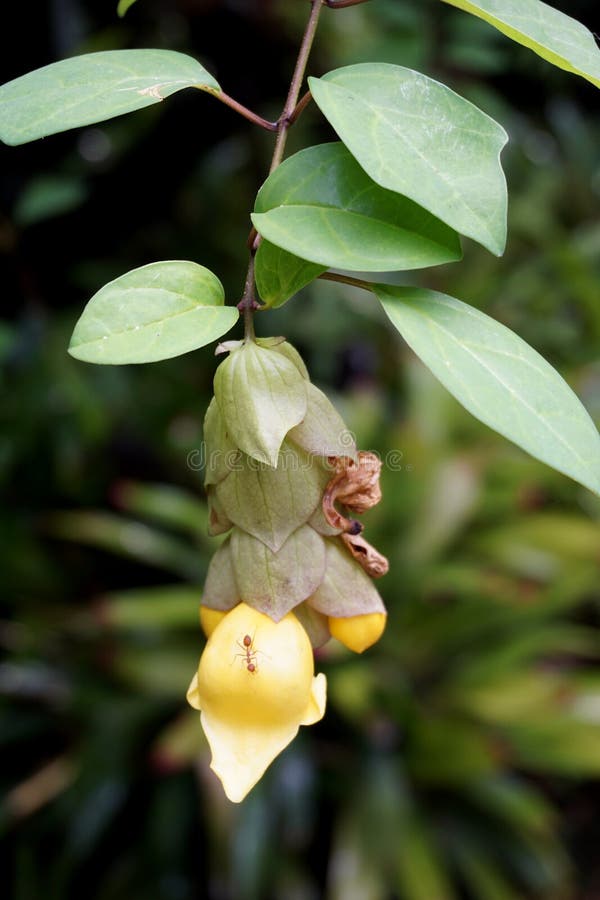 Bud Wild Sage Flower Hanging on Tree Stock Photo - Image of wild ...