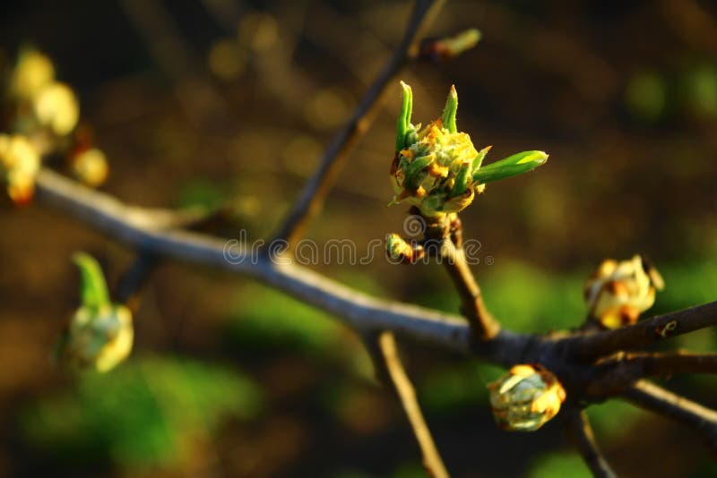 Bud stock photo. Image of branch, woken, spring, leaves - 68592348