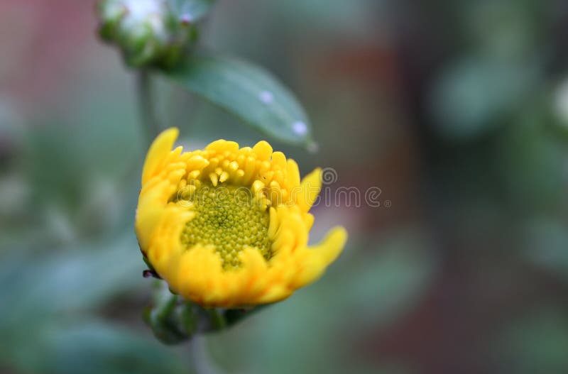 Bud of Yellow Flower is Beautiful Stock Photo - Image of health, summer ...