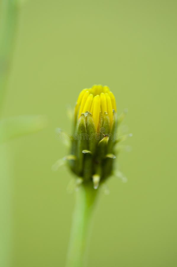 A bud of a yellow flower stock image. Image of green - 58964965