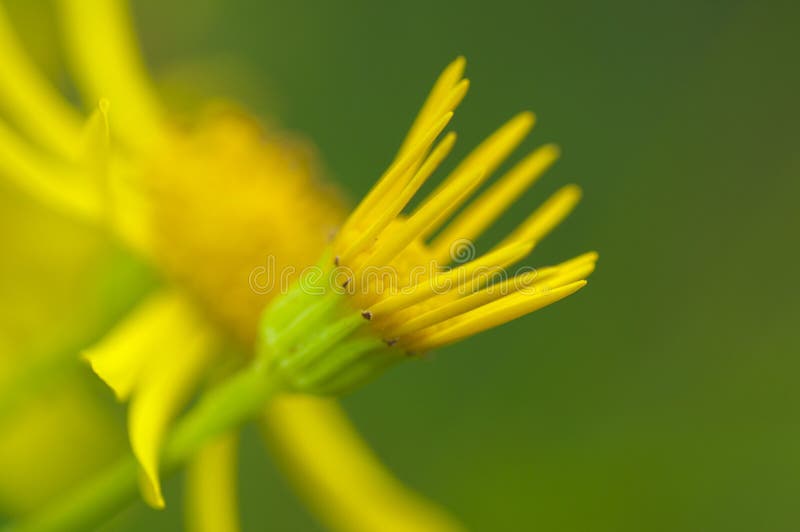 A bud of a yellow flower stock photo. Image of meadow - 58965180
