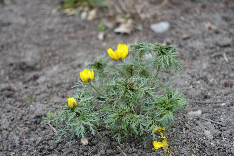 Bud and Yellow Flowers of Adonis Vernalis in April Stock Image - Image ...