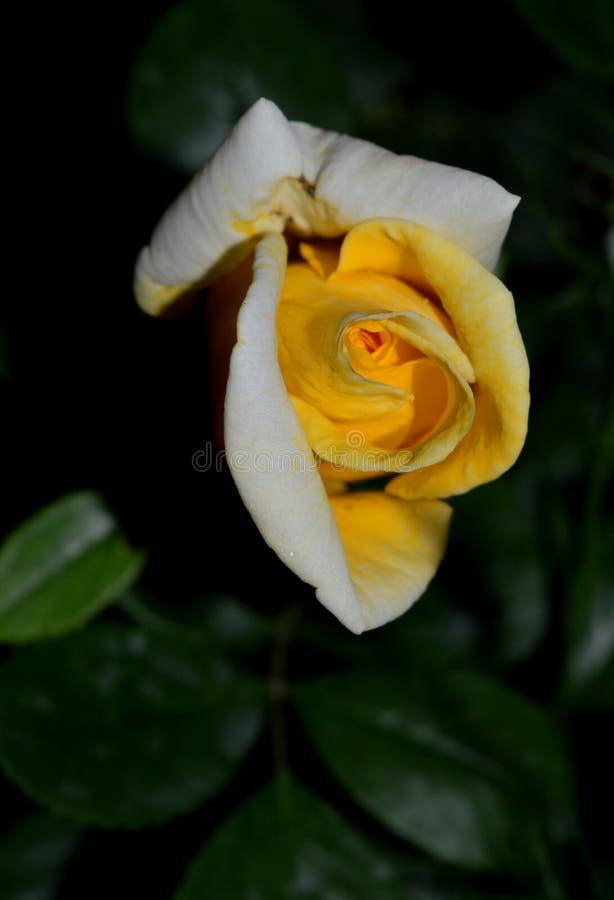 Bud of yellow rose stock image. Image of leaf, yard - 118093291