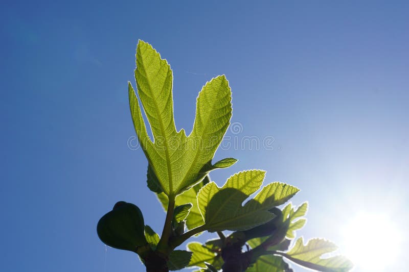 A Bud of a Young Mediterranean Fig Tree Above a Blue Sky Stock Photo ...
