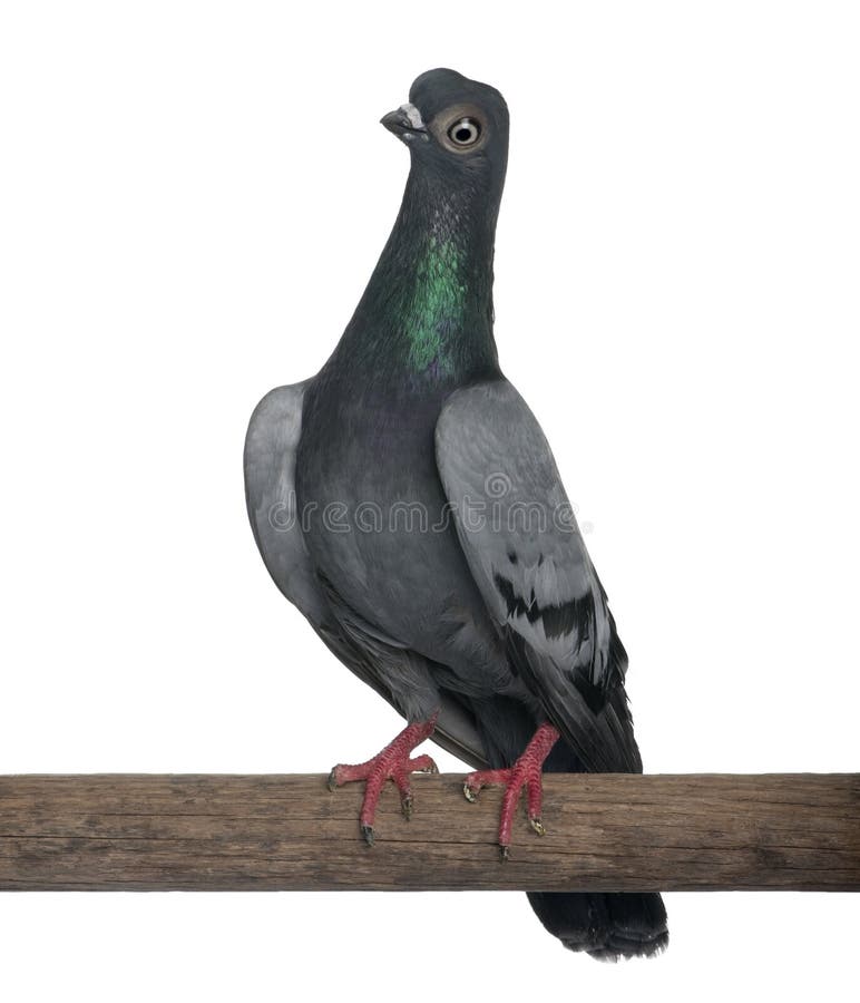 Gray Pigeon Front View Studio Shot Bird Portrait Stock Photos - Free ...