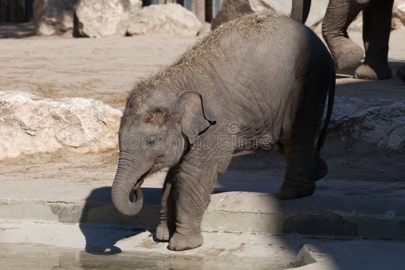 Elephant in Budapest Zoo editorial stock photo. Image of hungary ...