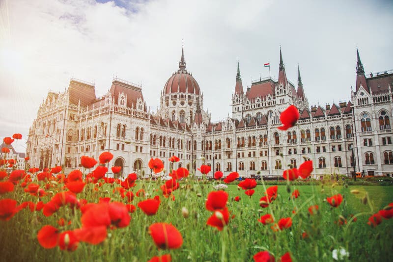 Red Poppies on the Background of the Hungarian Parliament Editorial ...