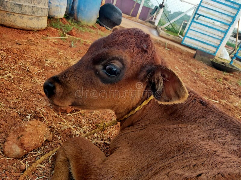 Rommu Stock Photos - Free & Royalty-Free Stock Photos from Dreamstime