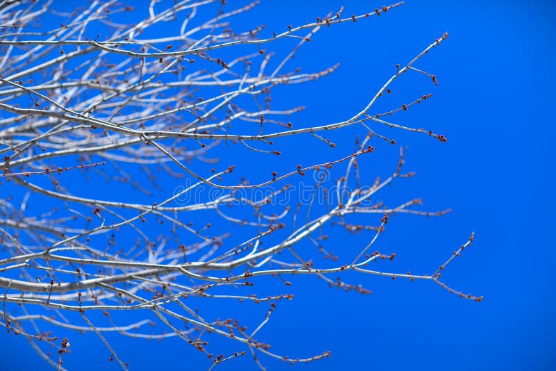 Budded Maple on a Blue Sky Background. Budded Tree on a Blue Sky ...