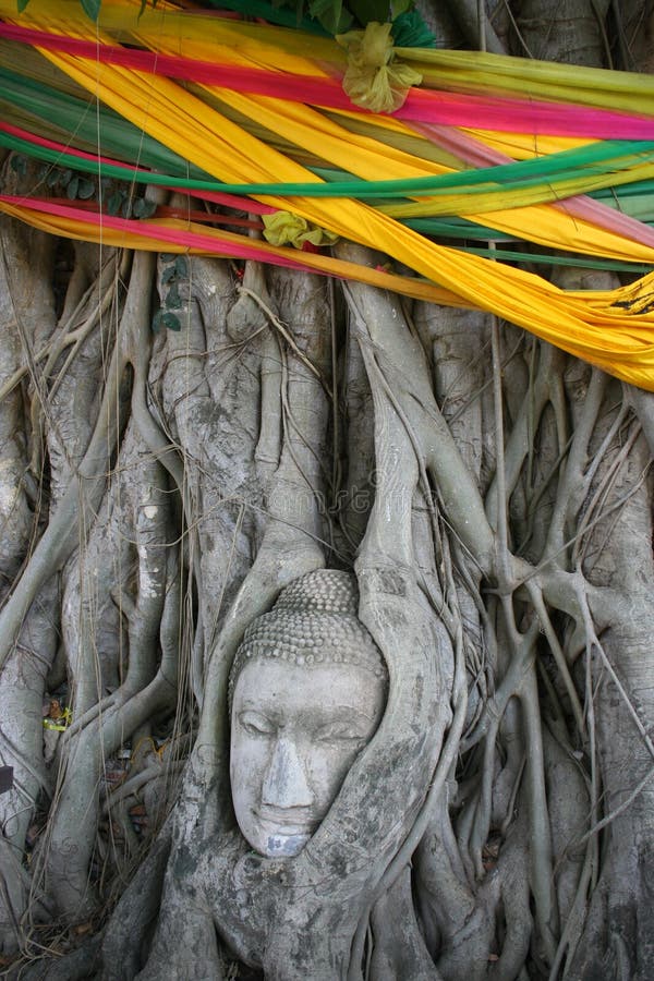 Buddha Face in a Banyan Tree Stock Image - Image of thailand, ayuthaya ...