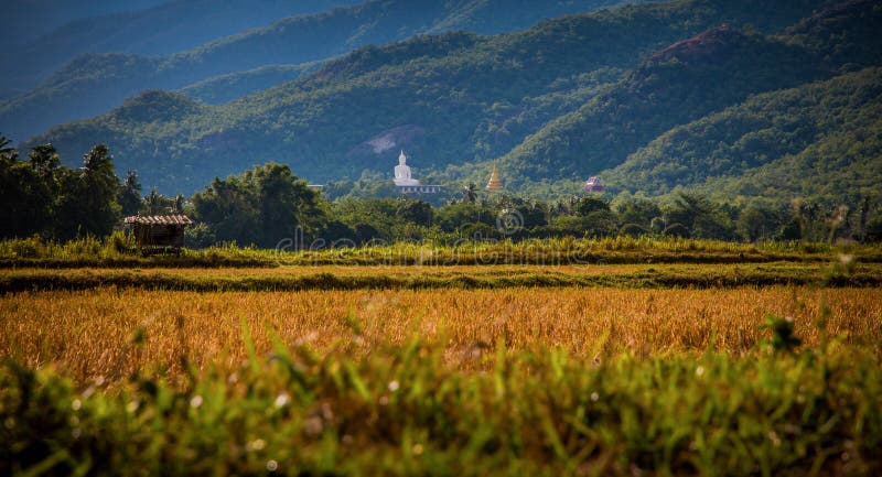 Buddha stock photo. Image of thai, wallpaper, field, thailand - 50941380