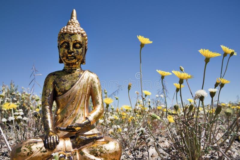 Buddha in Field of Flowers stock image. Image of replica - 164159905