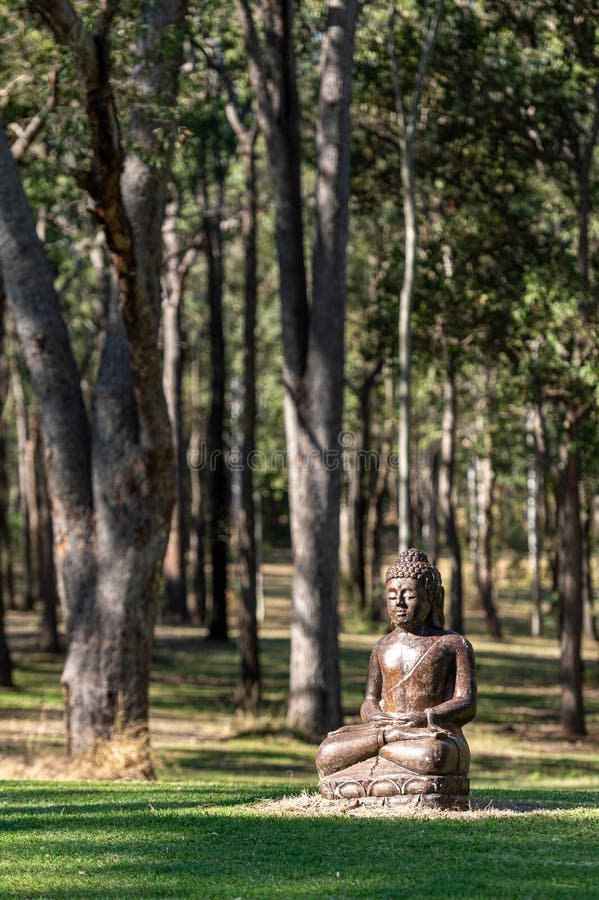Buddha in Forest stock image. Image of tree, isolat - 284881141