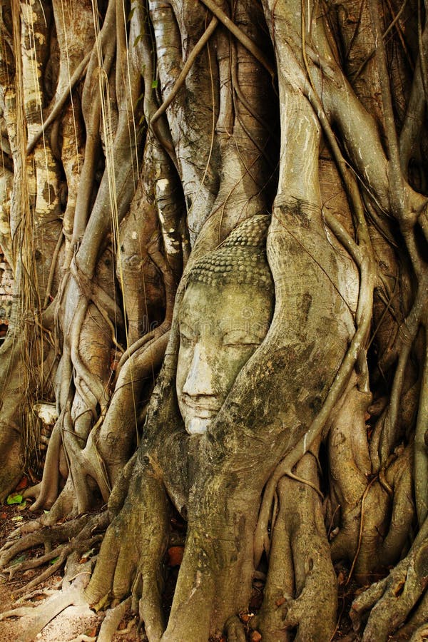 A Buddha Head Inside a Tree in Thailand. Stock Image - Image of head ...