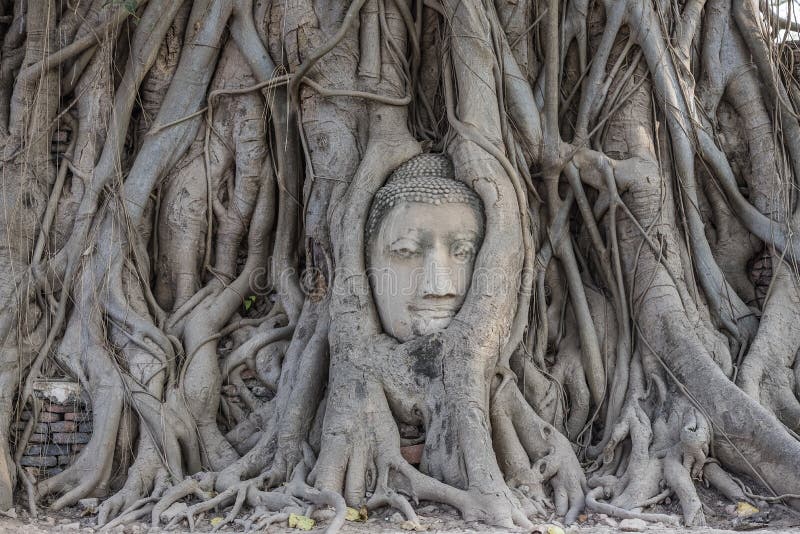Buddha head stock photo. Image of buddha, buddhist, root - 69444404
