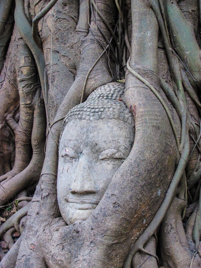 Buddha head stock photo. Image of thailand, site, southeast - 40134714